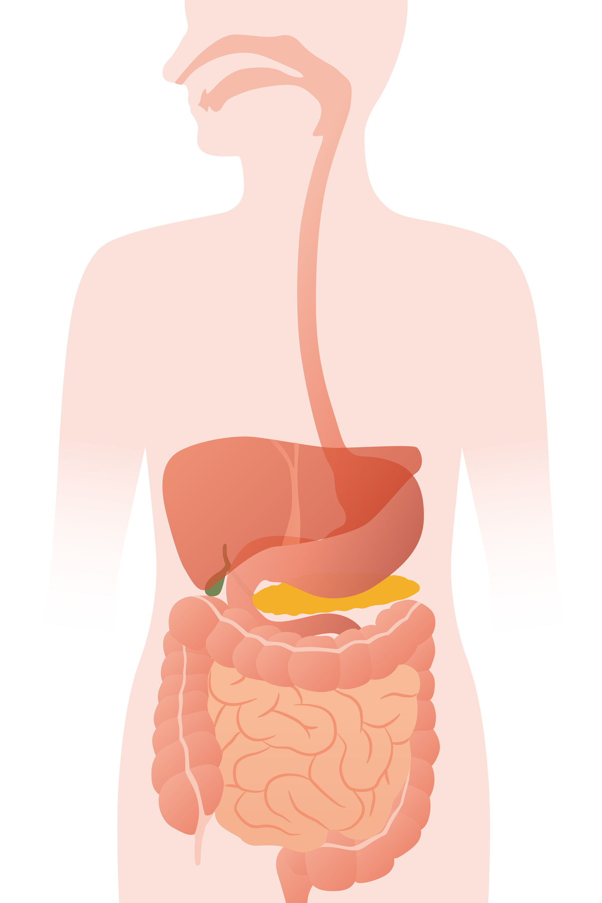 Au cœur de la digestion : les enzymes - Nutri News